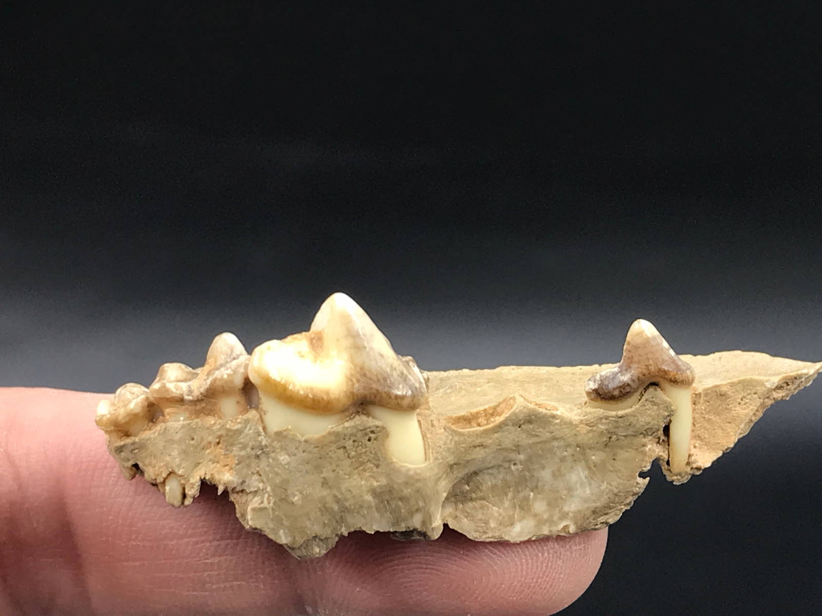Fox, Fossil, Natural, Collectible, Specimen, Teeth, Jaw Auction