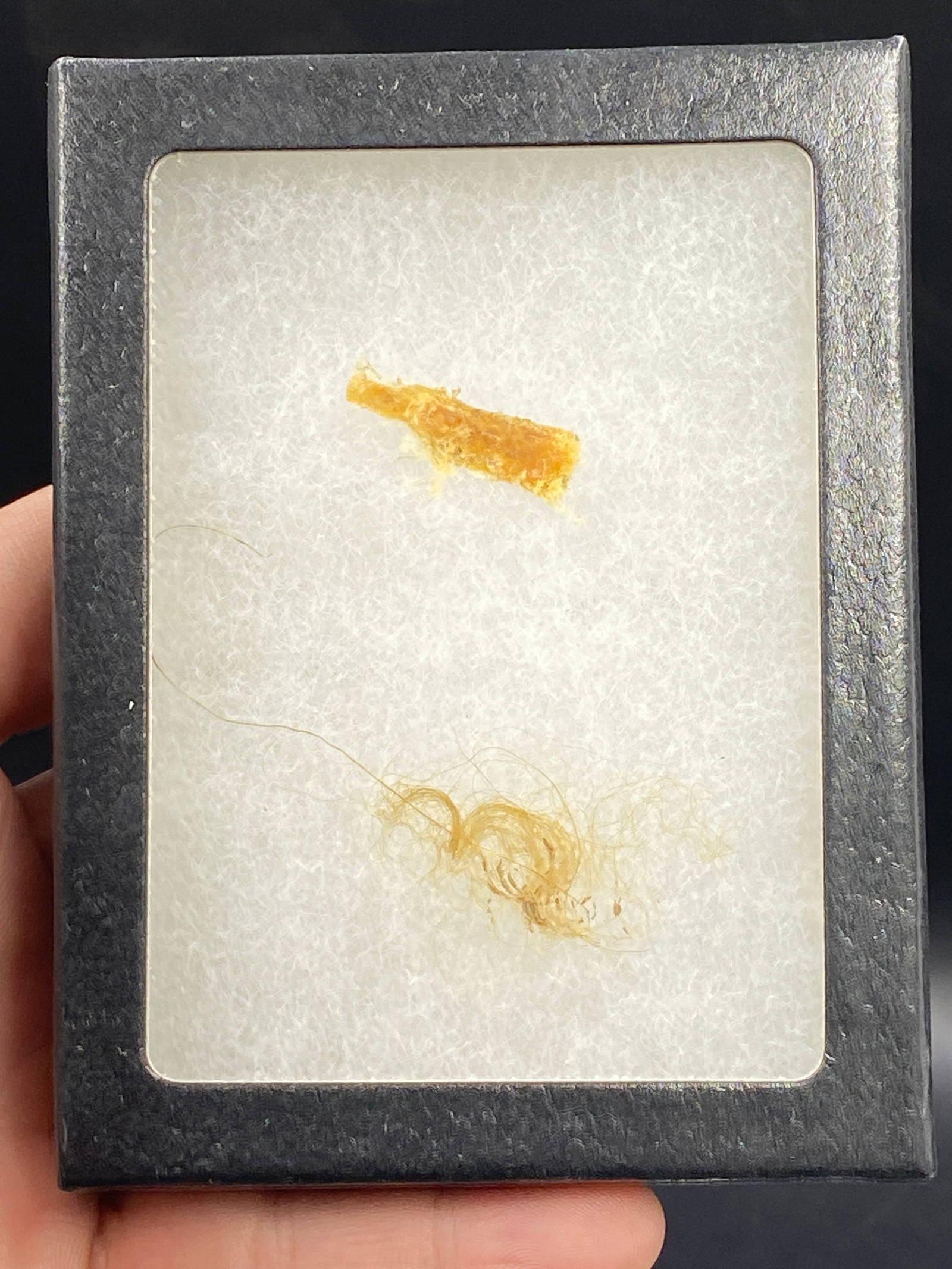 Mammoth, Fossil, Hair, Skin, Natural, Collectible, Auction