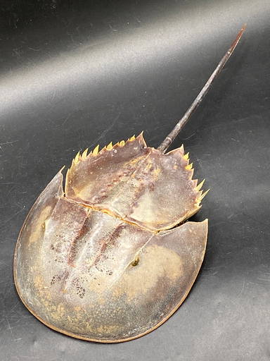 Horseshoe Crab, Fossil, Natural, Collectible, Specimen,