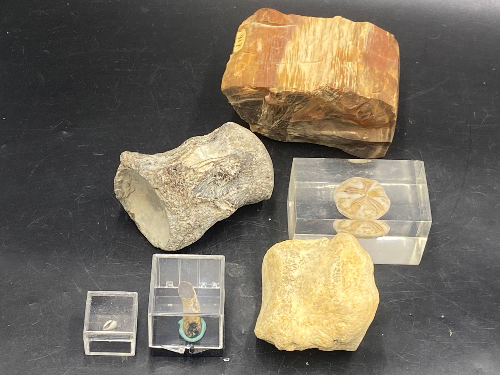 Petrified Wood, Fossil, Rock, Natural, Decor, Collectible, Slab, Fossil ...