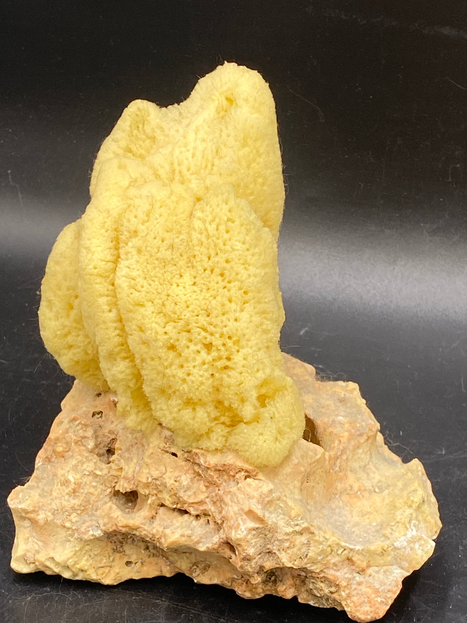 Sponge, Ocean, Beach, Natural, Decor, Collectible, Specimen Auction