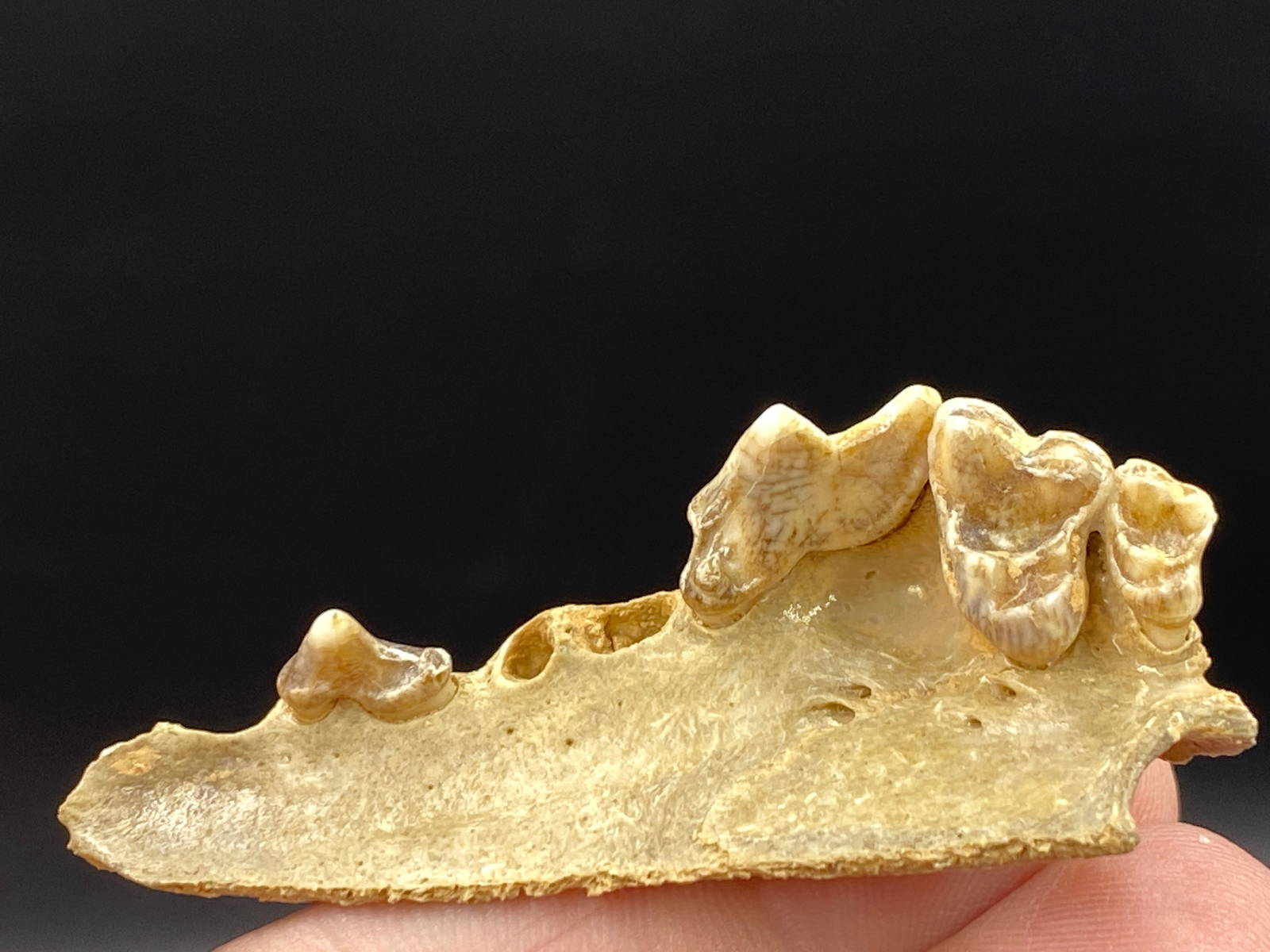 Fox, Fossil, Natural, Collectible, Specimen, Tooth, Jaw Auction