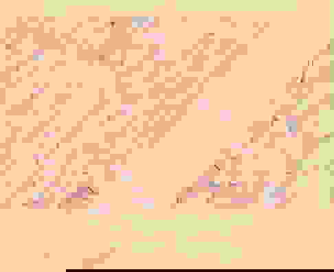 Otto Schoff (german, 1884-1938) Auction