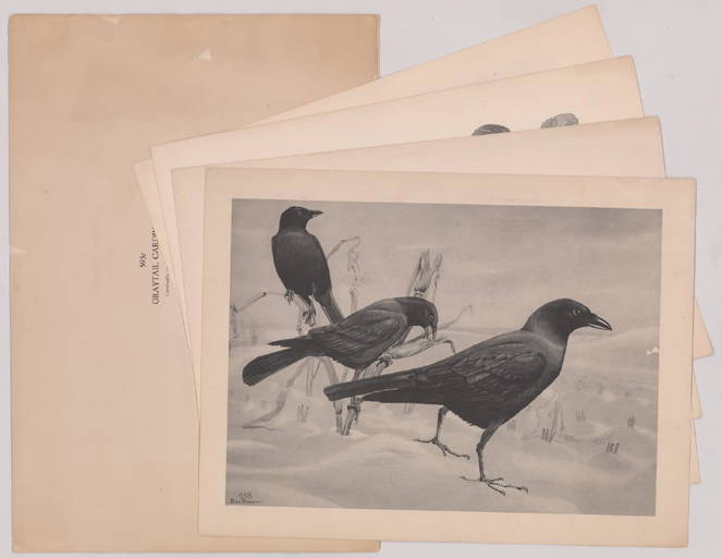 Rex Brasher Bird Prints (4)