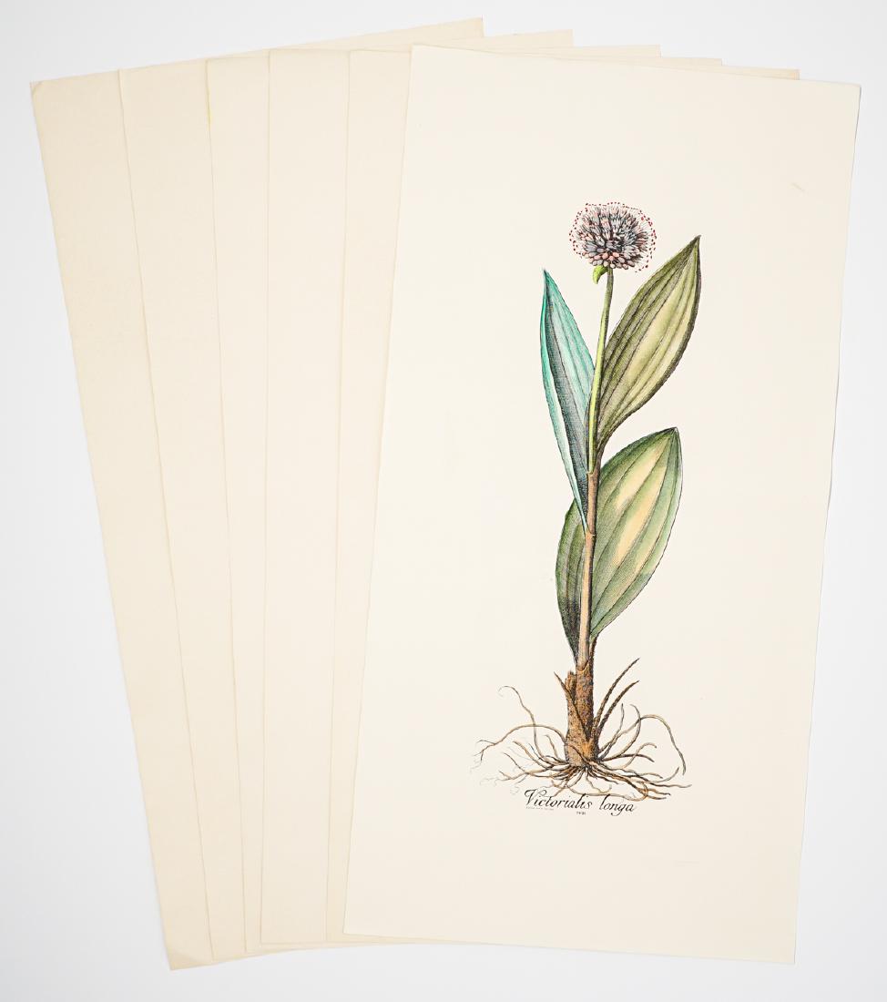Italian Hand Colored Botanical Prints (6)