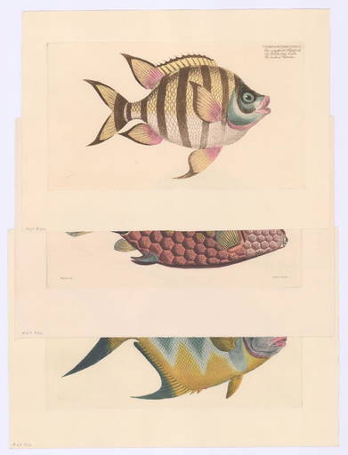 Hand Colored Fish Prints (3)