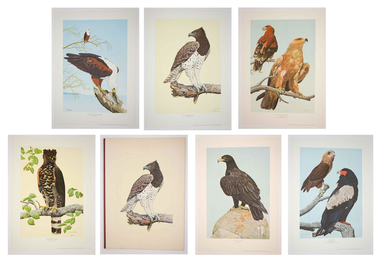 Kenneth Newman Portfolio [Eagles] - Apr 09, 2020 | Grant Zahajko ...