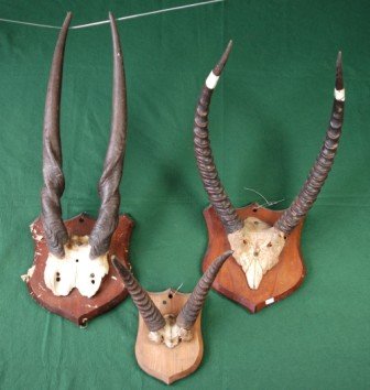 3 African Horn Wall Mounted Trophies