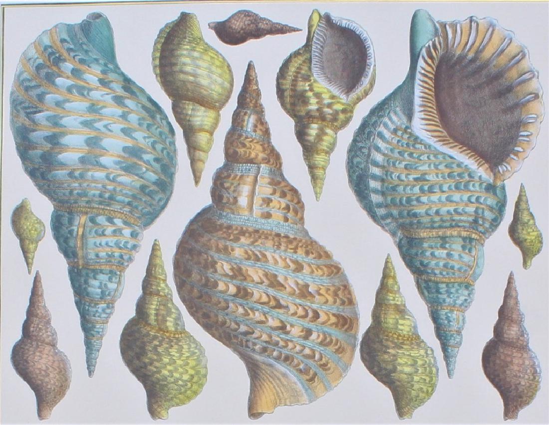 Large etching of shells, Hand colored