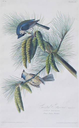 John James Laforest Audubon (1785 1851)