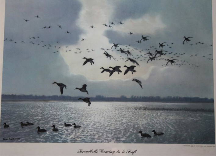 Peter Scott, Broadbill Ducks