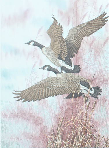 Chris Forrest, Canadian Geese