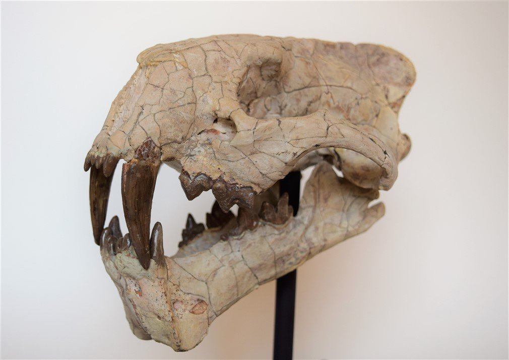 Beautiful Colorful Complete Hoplophoneus Saber-Tooth