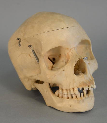 Human Skull With Articulating Jaw And Opening Top
