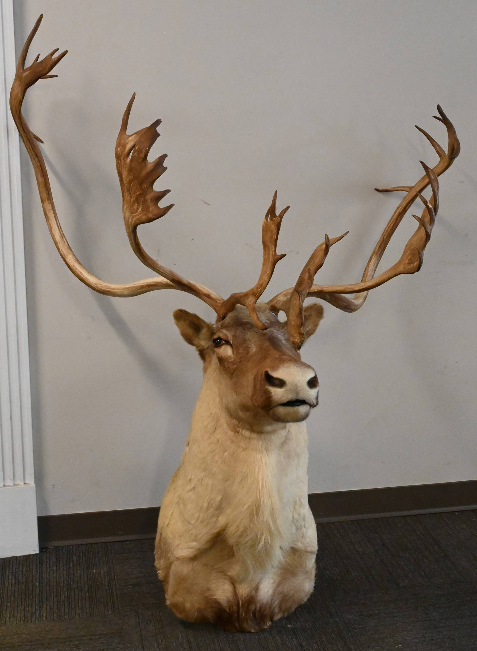 Caribou Mount Auction