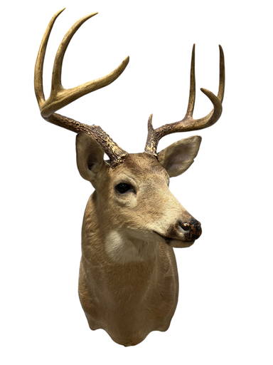 Taxidermy 7 Piont Deer Head