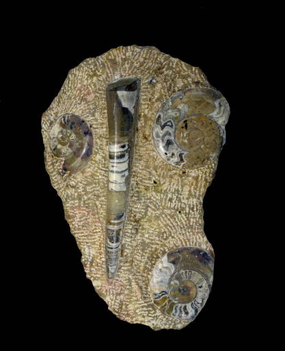 Large Orthoceras & Ammonite Fossil Stone 500 Million Yr
