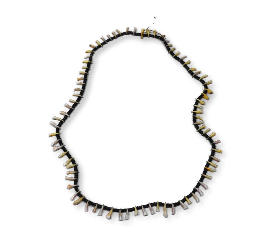 A Monkey Tooth Necklace From The Amazon Jungle
