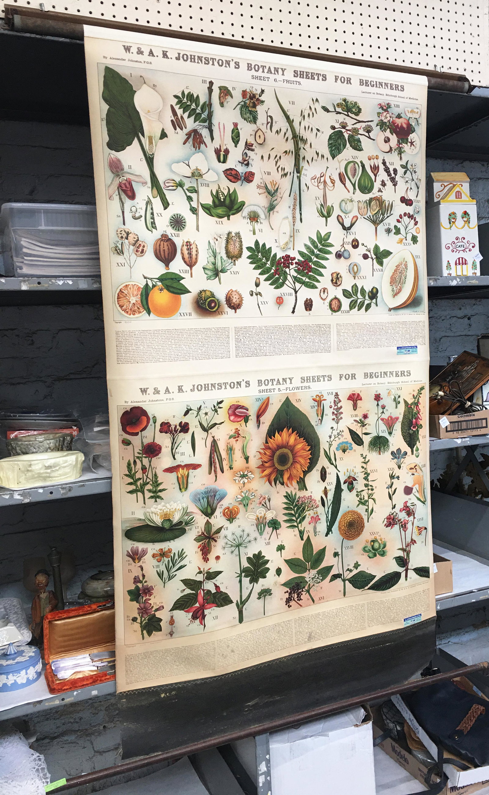 Vintage "botany Sheets For Beginners" Wall Chart.
