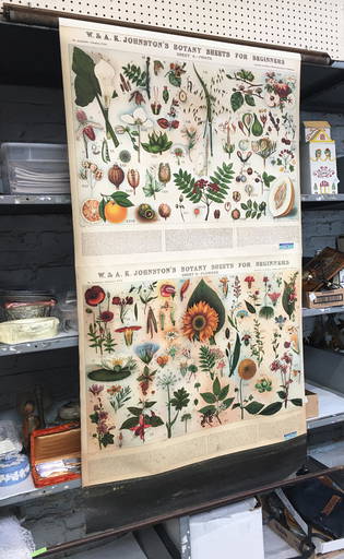Vintage "botany Sheets For Beginners" Wall Chart.