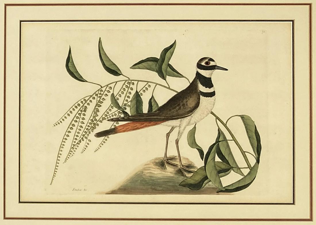 "chattering Plover" Etching By Mark Catesby. Auction