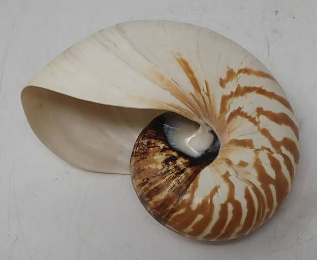 Large Snail Shell - May 15, 2022 | in