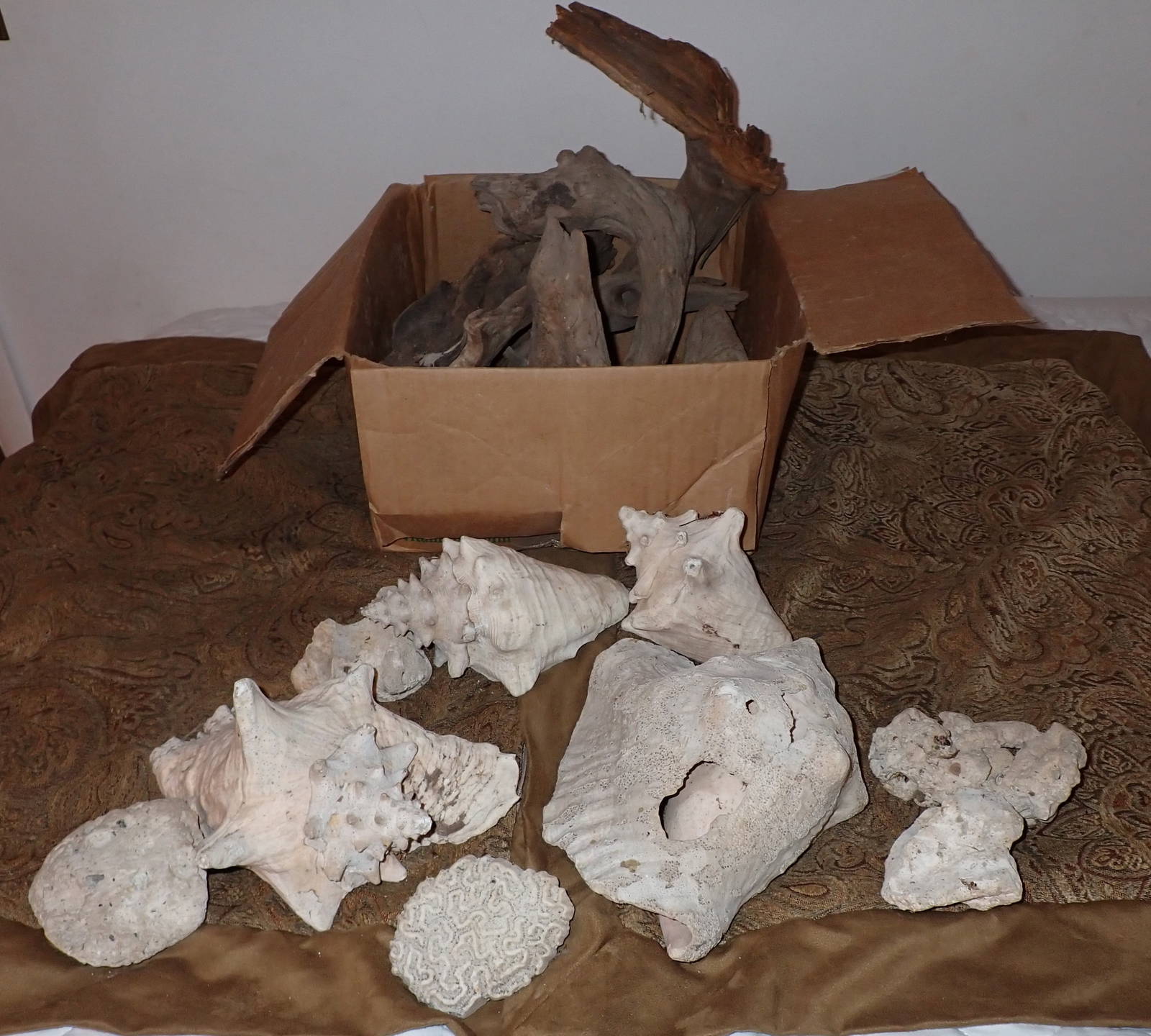 Conch Shells Driftwood & Coral Auction