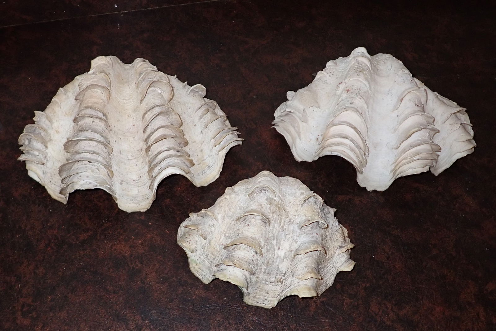Giant Clam Shells Auction