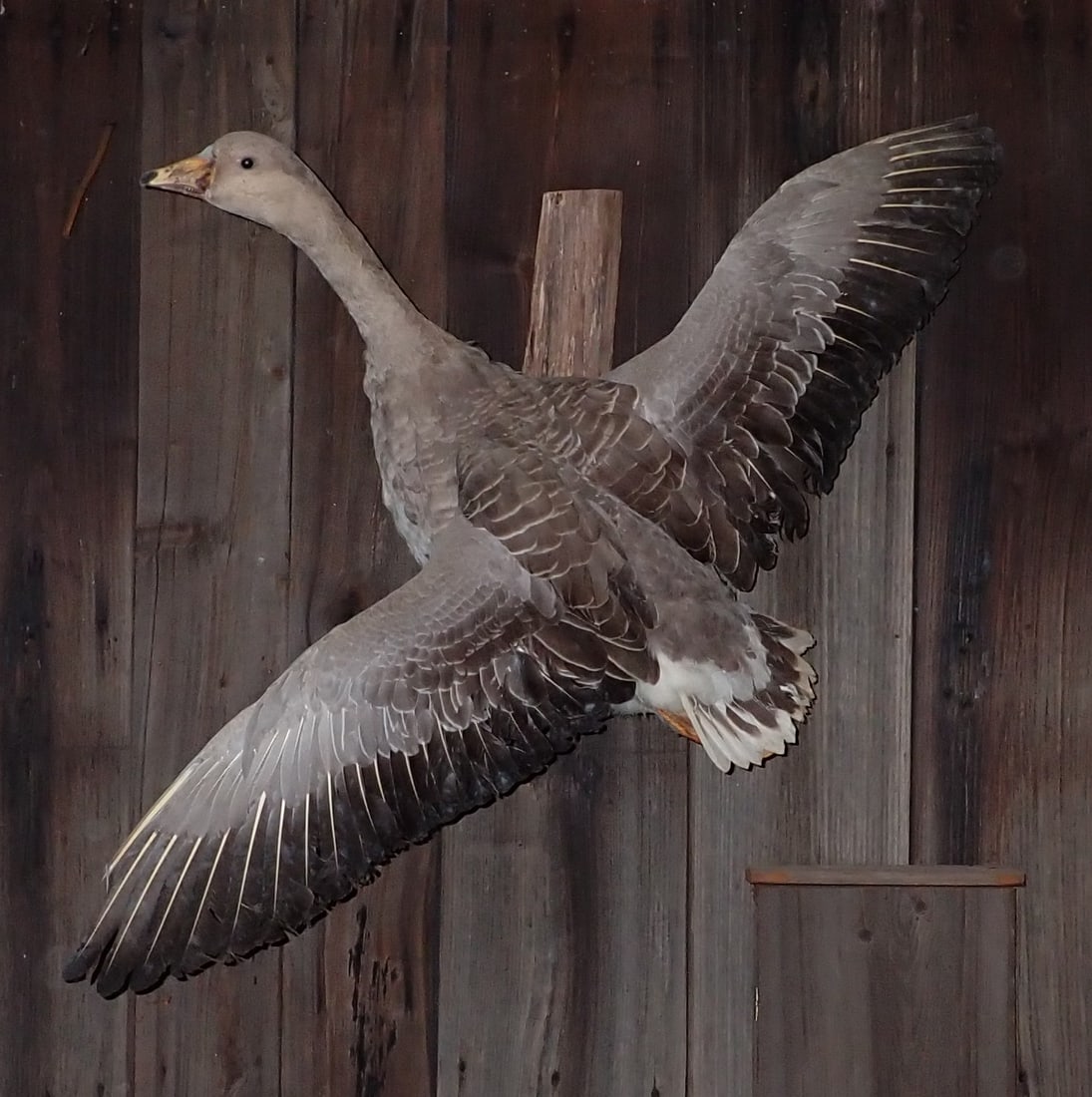 Goose Mount Auction