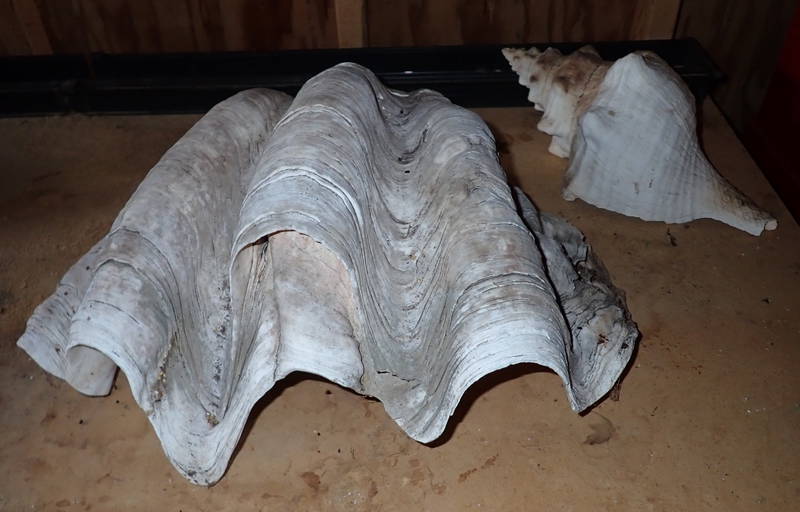 Giant Clam & Conch Shell