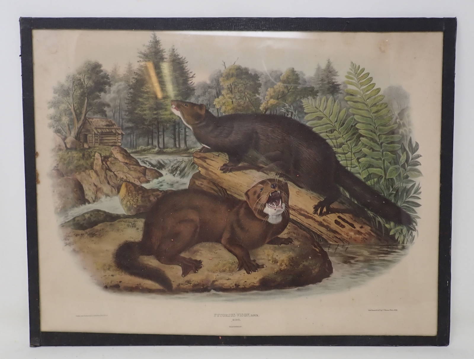 1844 J.j Audubon Putorius Vison Mink Litho Auction