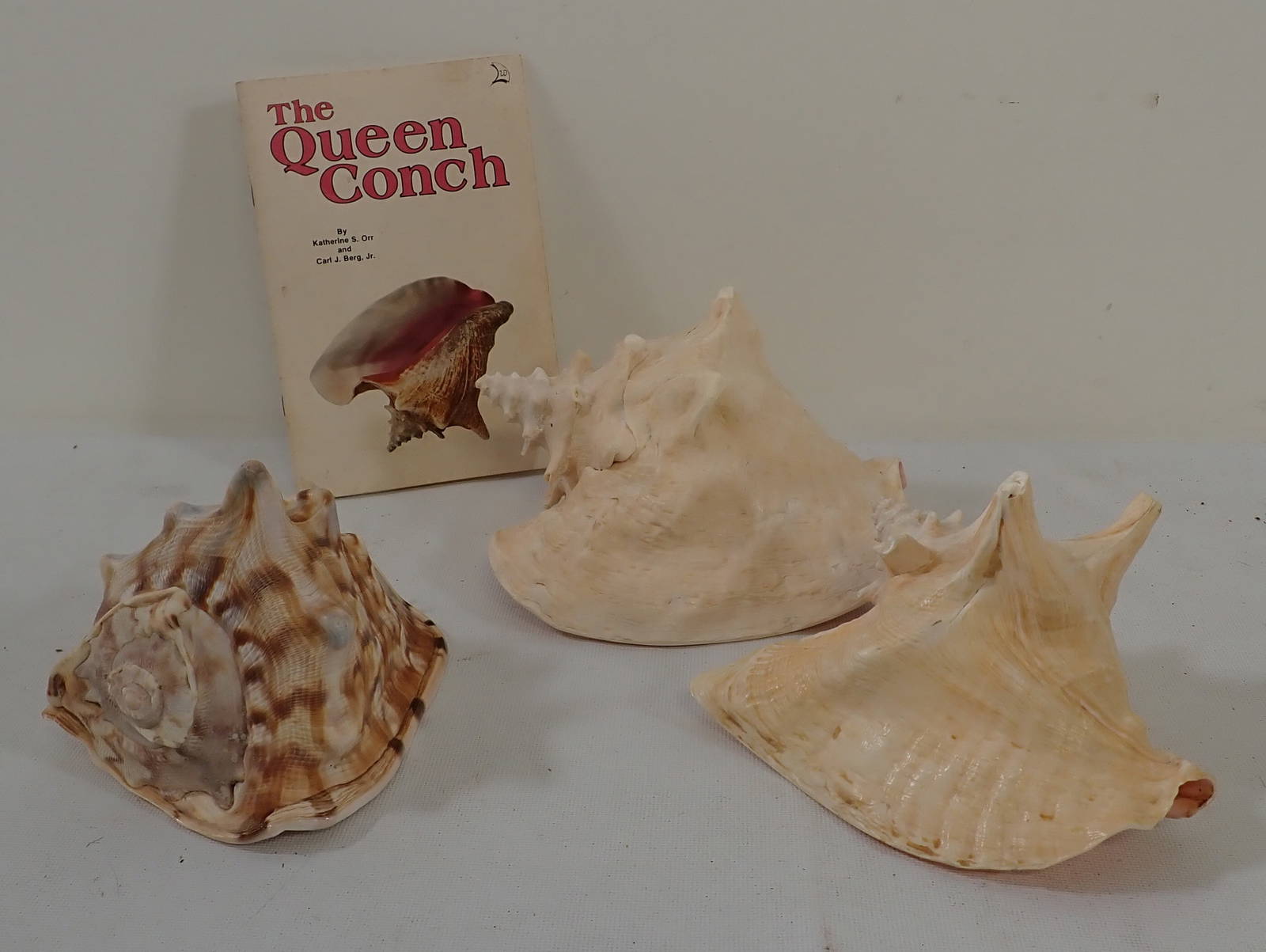 Conch Shells & Book Auction