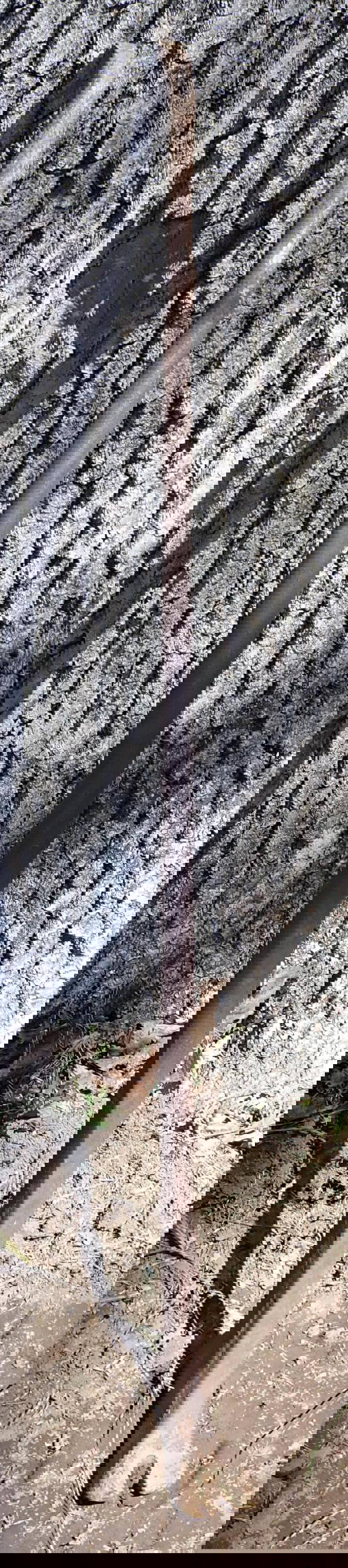 Railroad Bar Auction