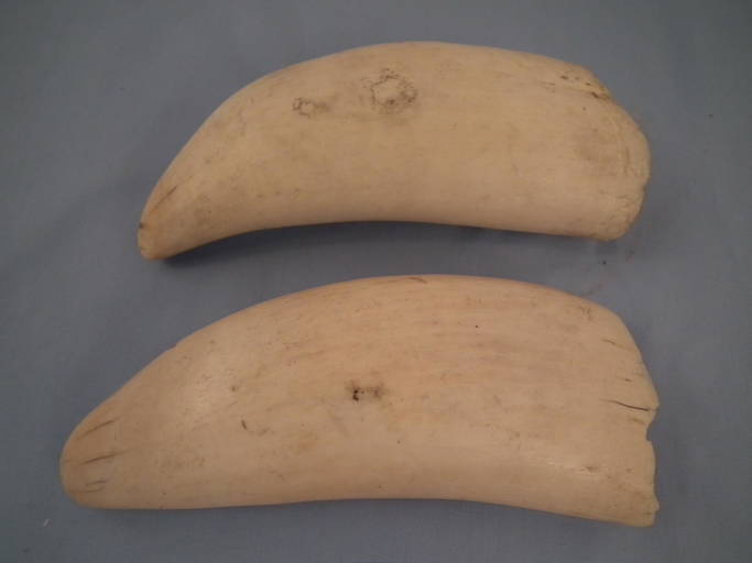 Pair Large Whale Teeth