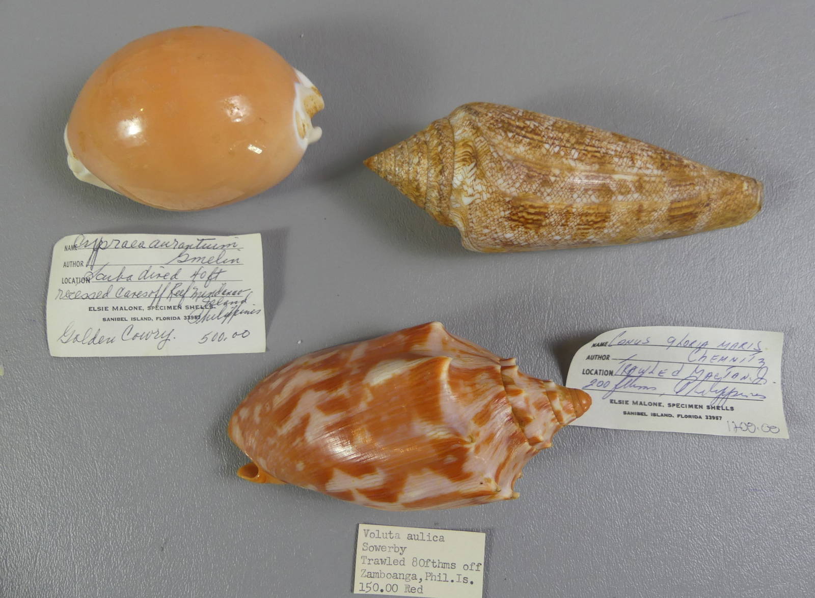 3 Rare Seashells Auction