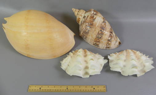 3 Rare Seashells Auction