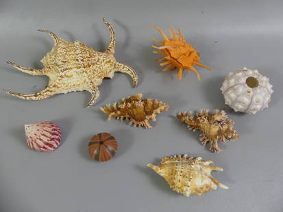 3 Rare Seashells Auction