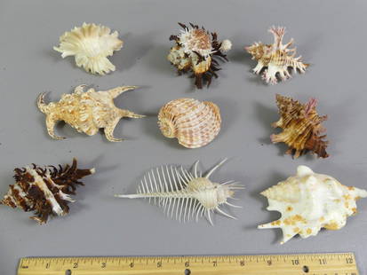 3 Rare Seashells Auction