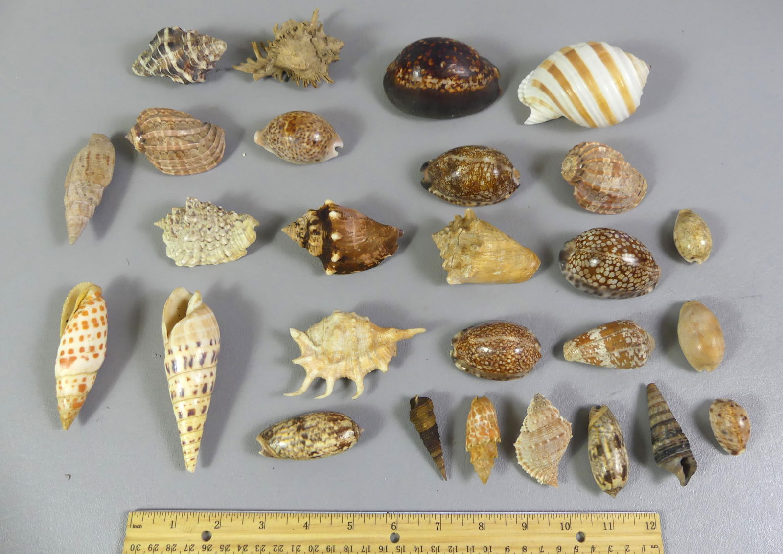 Lot Of 27 Seashells Auction