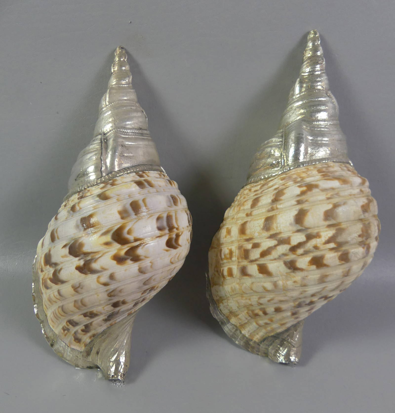 Pair Large Triton Seashells With Silver Auction