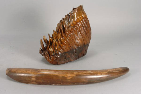 17: Prehistoric Mammoth Tusk and Upper Tooth