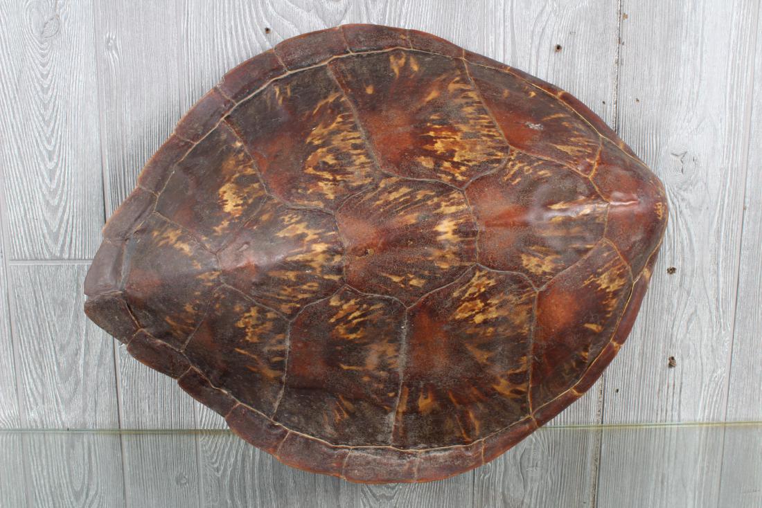 Natural Antique Tortoise or Turtle Carapace Shell