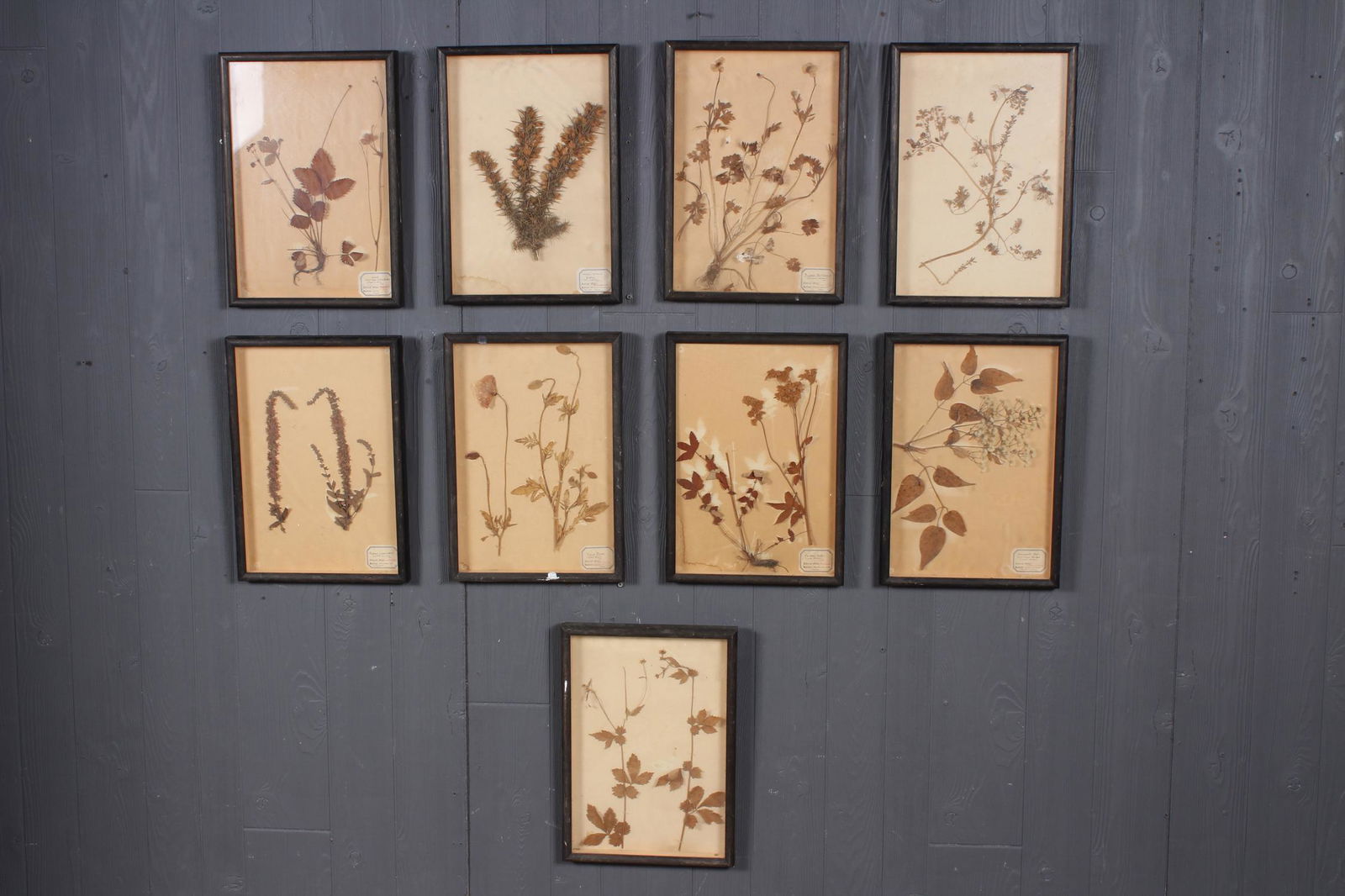 Set Of 9 Framed Natural Botanical Specimens