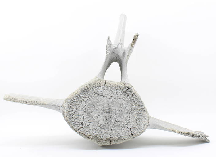 Naturally Found Fossilized Whale Vertebrae