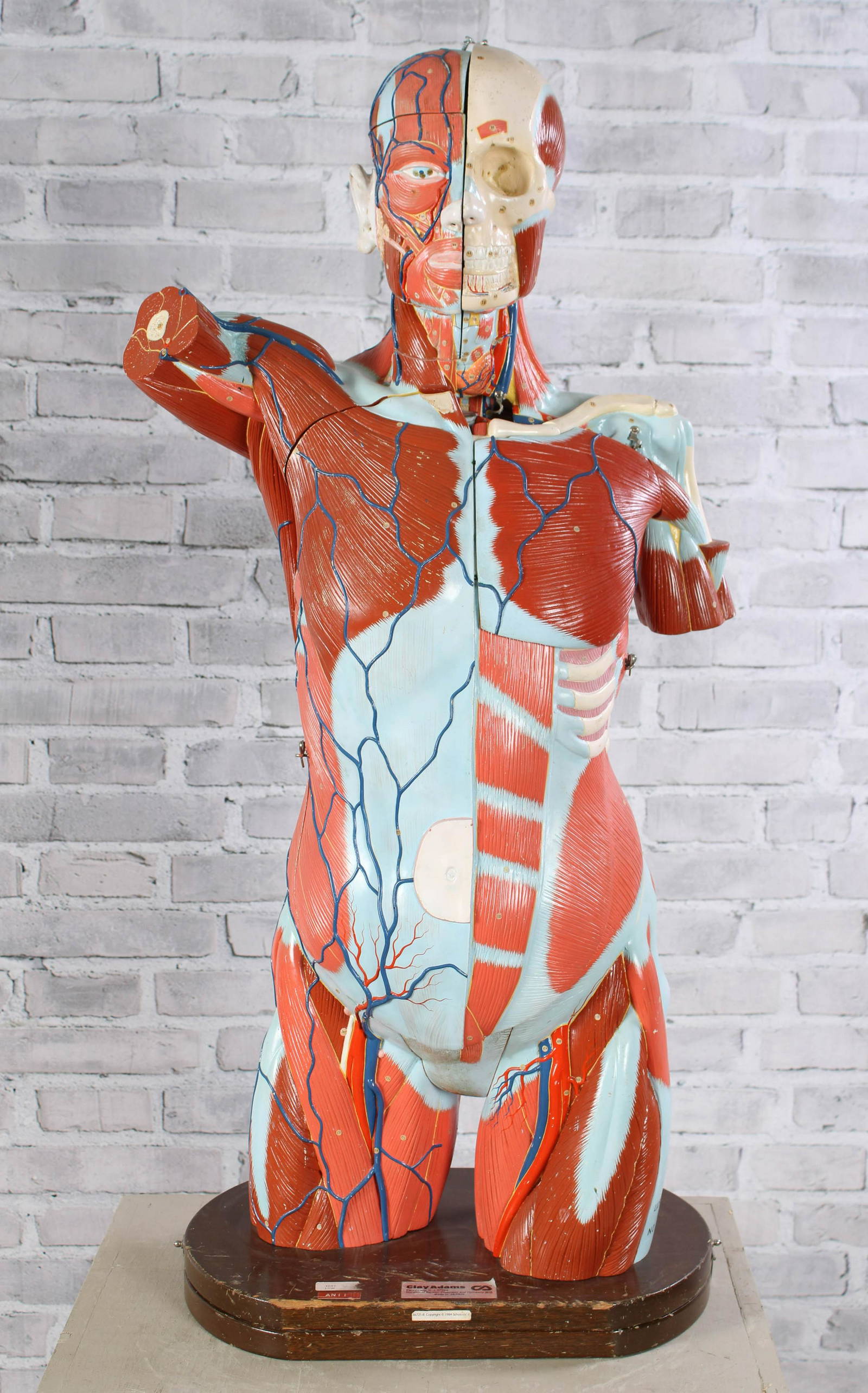 Vintage Anatomy Model Auction