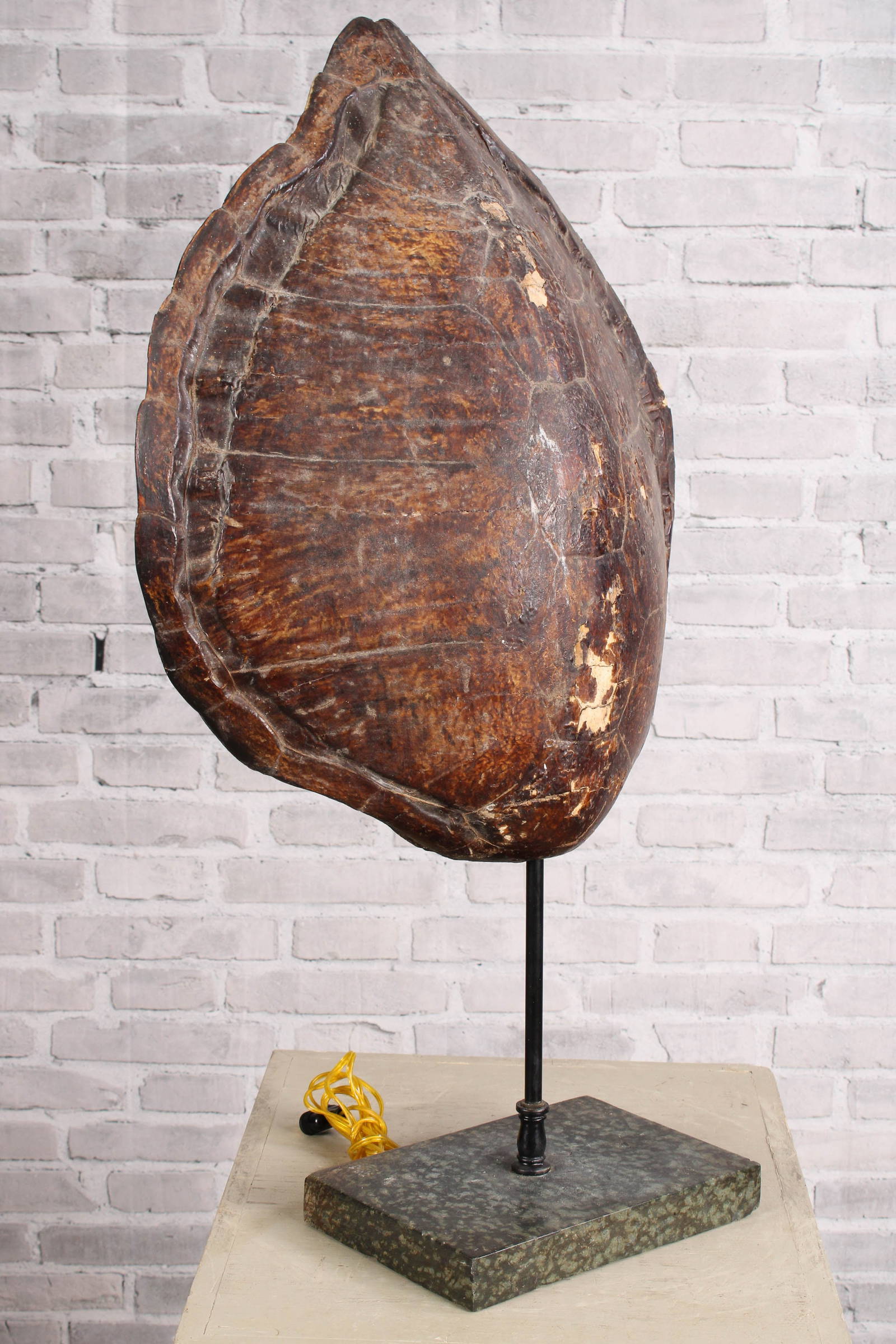 Turtle Shell Lamp With Granite Base Auction