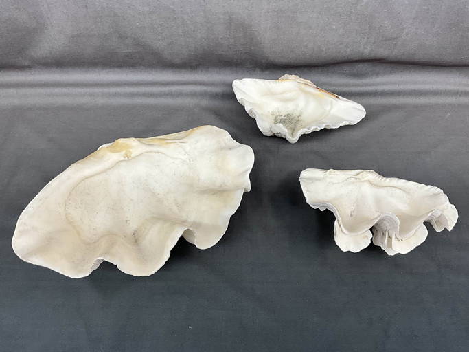 3 Sizeable Tridacna Gigas Shells