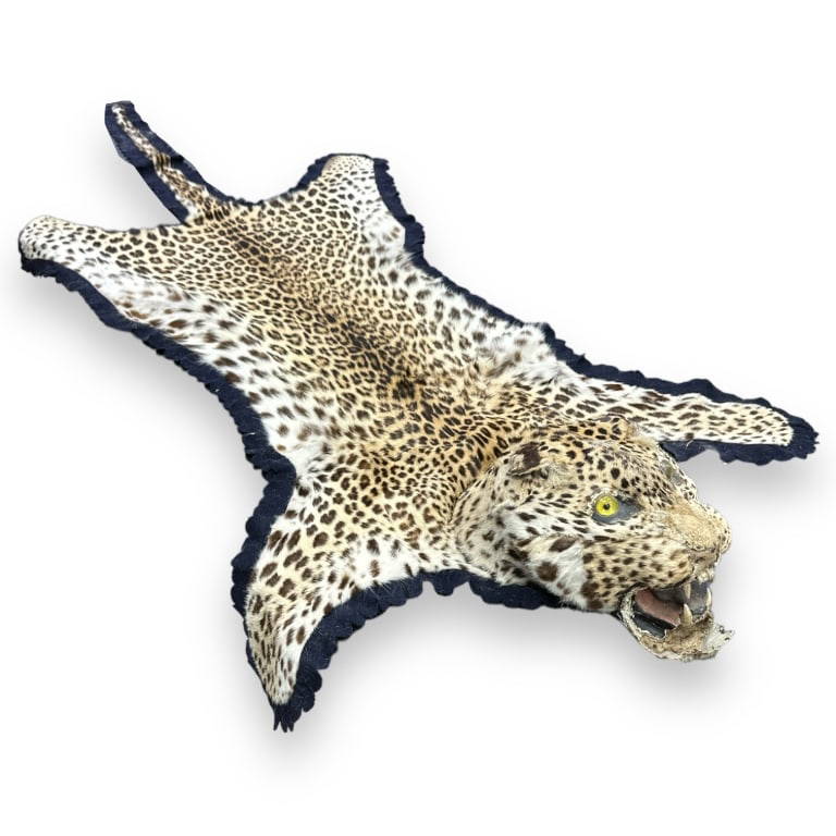 Genuine Leopard Skin Floor Rug 68" Length Auction
