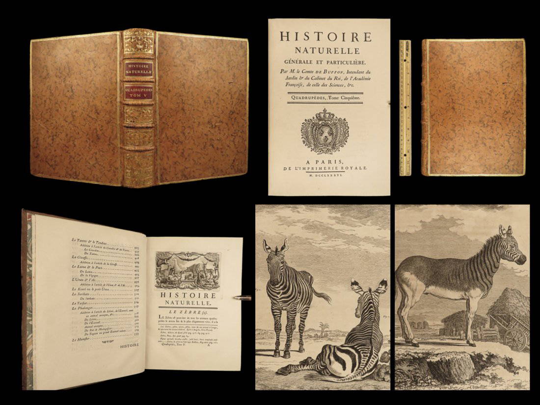 1778 Buffon Natural History Science Illustrated Mammals Hippos Zebras ...