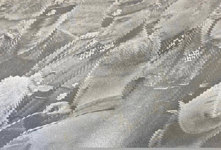 German Ss Obergruppenfuhrer And Warren Ss General Hausser Picture